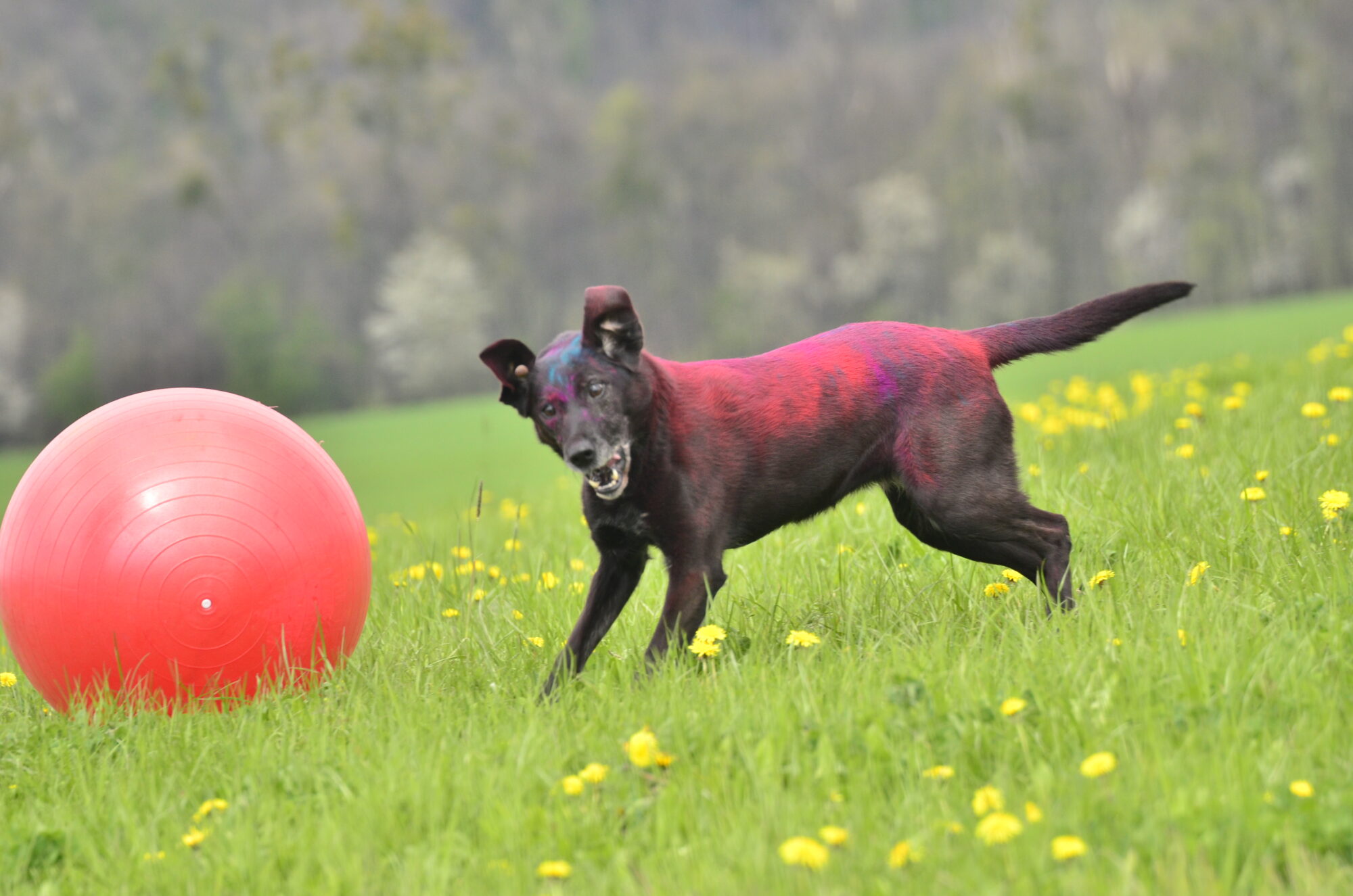 Proč nás treibball baví - treibball sever
